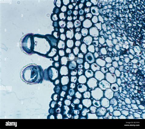 Collenchyma Cells