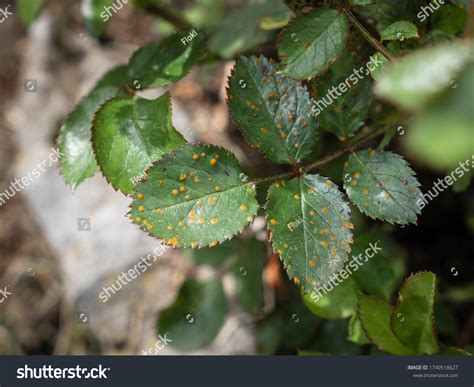 Leaf Rose Rust Fungus Phragmidium Mucronatum Stock Photo 1740518627 Shutterstock