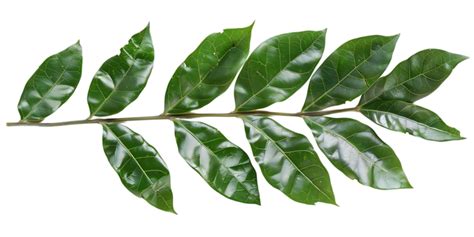 Leaf Texture Pngs For Free Download