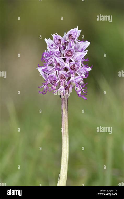 Affen Orchidee Stockfotos Und Bilder Kaufen Alamy