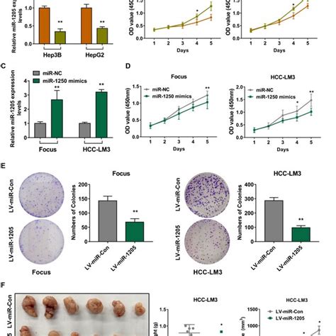 Mir 1205 Inhibits Hcc Cell Proliferation In Vitro And In Vivo A And