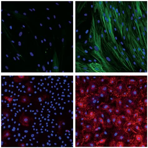 Patient Derived Cell Based Assay Charles River