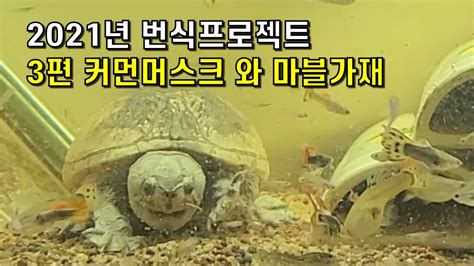 45편 커먼머스크터틀 Common Musk 거북이 가재 먹방 2021 번식 프로젝트 3 Youtube