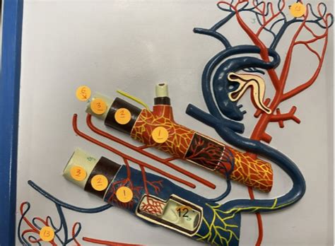 Vein And Artery Structure Diagram Quizlet Vein And Artery Structure Diagram Quizlet