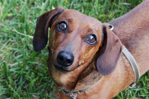 How Does My Dog Know When I Am Going Poop