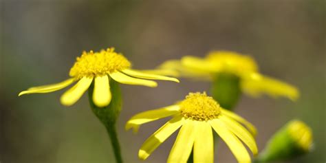 What Syslog Ng Relays Are Good For Blog Syslog Ng Community Syslog Ng Community