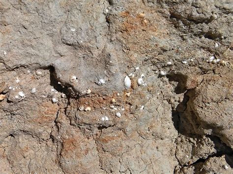Snail And Clam Shells Tule Springs Fossil Beds National Monument Nevada