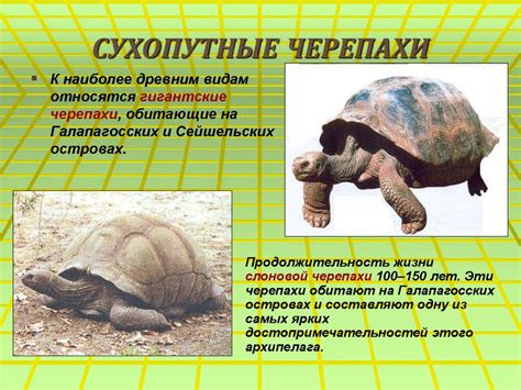 Сухопутные и морские черепахи презентация онлайн