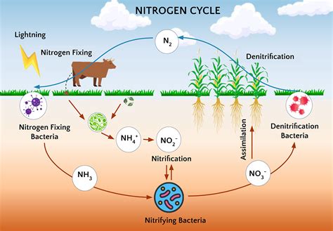 Nitrogen Cycle Unraveling Microbial Dynamics For Optimizing Nitrogen