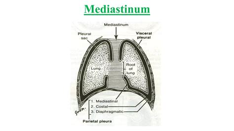 Anatomy Middle Mediastinum Pdf
