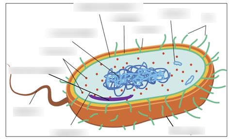 Structure Function Of Prokaryotes Diagram Quizlet