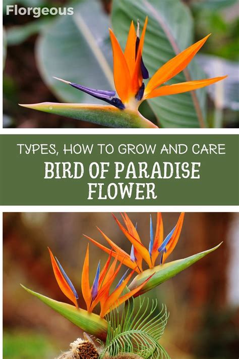 Bird Of Paradise Flower Strelitzia Types How To Grow And Care Artofit