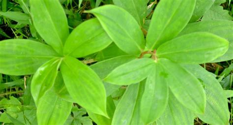 ¿qué Es La Insulina Vegetal Y Para Qué Sirve