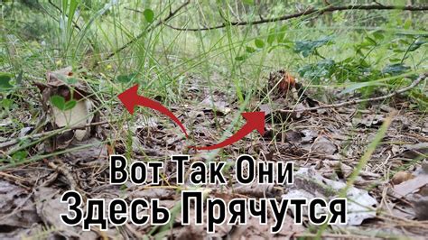 Здесь Грибов Всегда Больше чем в Лесу. Сбор Грибов Возле Дома - YouTube