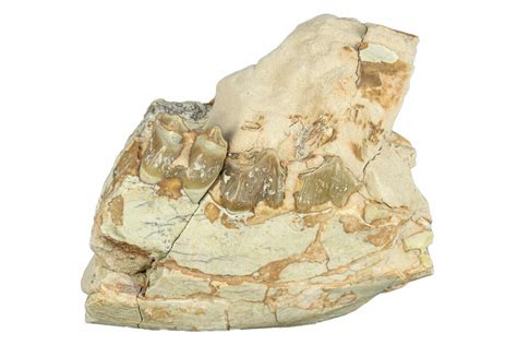 Bargain 26 Fossil Oreodont Merycoidodon Jaw South Dakota