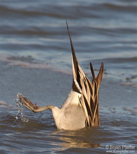 Better Know A Duck Northern Pintail