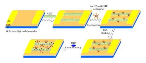 A Schematic Illustration Of The Cntfet Biosensor Fabrication Process Download Scientific