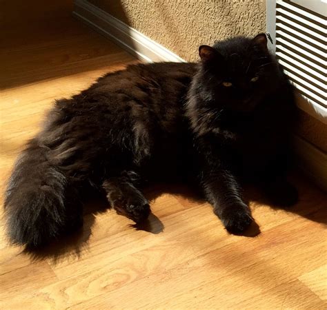 Black Siberian Cat