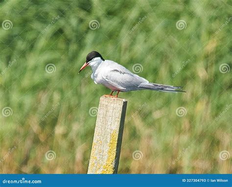 Common Tern Stock Image Image Of Pinfoldphotos Grey 327304793