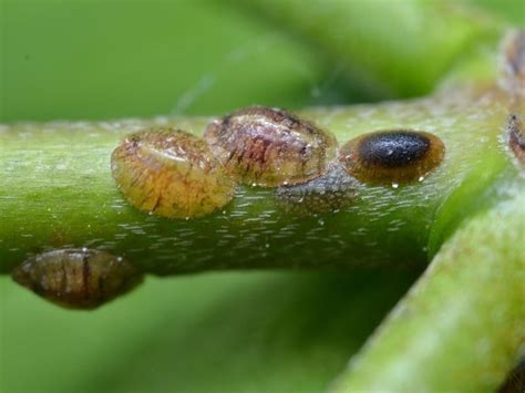 Male Vs Female Bed Bugs Defining Gender Roles Terminix