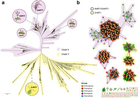 Maximum Likelihood And Sequence Similarity Network Analyses Of The