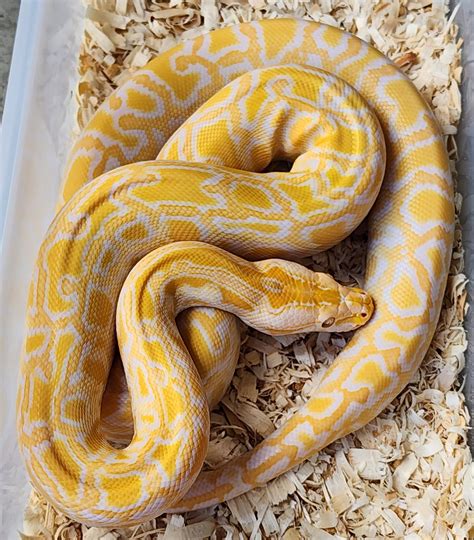 Albino Het Pied Caramel Granite Possible Het Green Reduced Burmese Python By Ben Rogers Albino Het Pied Caramel Granite Possible Het Green Reduced Burmese Python By Ben Rogers