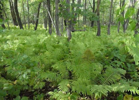 Nature Manitoba Native Habitat Grant Nature Manitoba