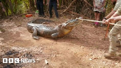 Australian Police Capture Cattle Eating Crocodile Bbc News
