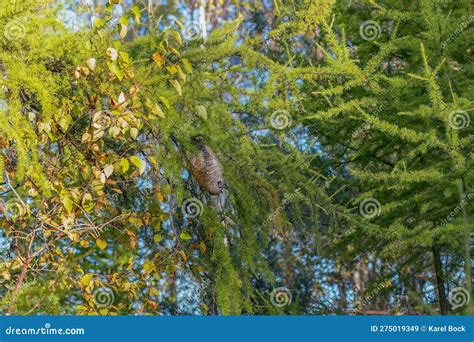 A Wasp S Or Hornet S Nest Hanging On A Larch Tree Stock Image Image
