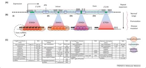 Epigenetic Modifications In Trinucleotide Repeat Diseases Trends In