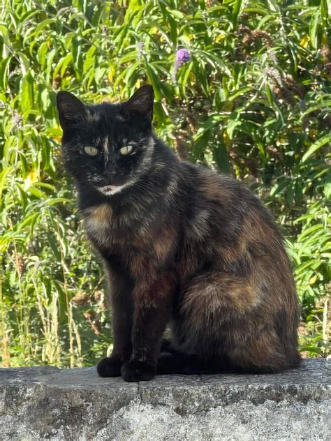 Lost My 8years Old Cat Had To Euthanize Her I Miss Her So Much Rcats