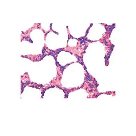 Gram Color Stain Set For The Gram Staining Method Merck Labmal