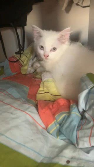 Bluey For Sale Camlist Uae
