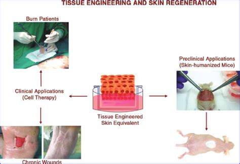 The Tissue Bioengineered Skin Equivalent Is Based On A Fibrin Matrix Download Scientific