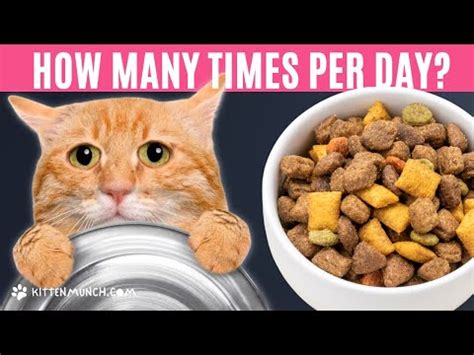How Many Times Should I Feed My Cat Per Day CAT NUTRITION GUIDE HousePetsCare Com