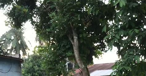 Maknya Siapa Neh 9GAG