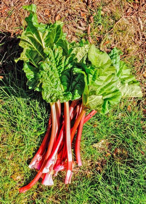 How To Make Classic Rhubarb Crumble Farmersgirl Kitchen