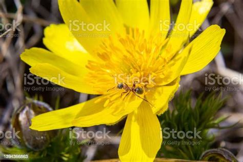 Adonis Vernalis는 스핑 가든에있는 다년생 꽃 피는 식물입니다 Adonis Vernalis는 약용 식물입니다 자연