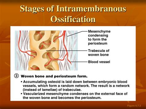 Ppt Stages Of Intramembranous Ossification Powerpoint Presentation Free Download Id 6011019