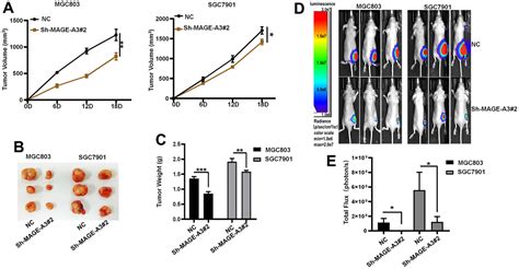 Mage A3 Regulates Tumor Stemness In Gastric Cancer Through The Pi3kakt