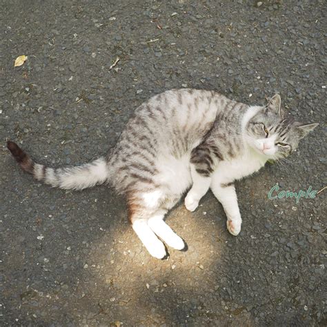 今日は猫の日写真2024 田代島の猫満載