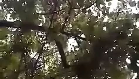 Suite Comorienne Mayotte Mahoraise African Porn XHamster