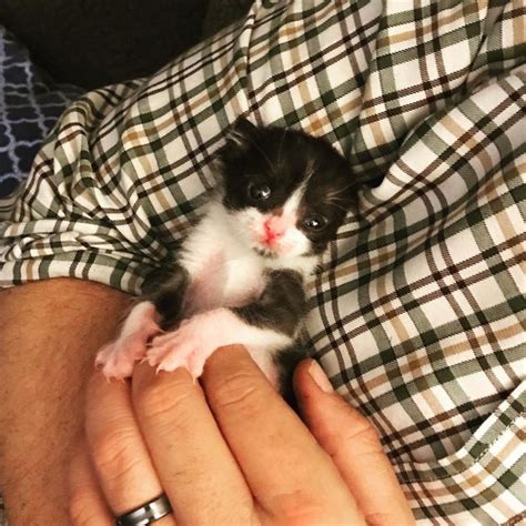 어미에게 버림받은 새끼 고양이 ‘줍냥한 집사가 공개한 ‘양육일기 인사이트