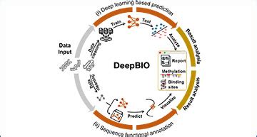DeepBIO Automated And Interpretable Deep Learning Platform For High Throughput Biological