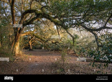 Live Oak Tree Canopy Covering Path At Indian Lake State Forest Florida