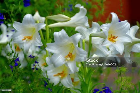 백합 Lonlorum 트럼펫 백합 부활절 백합 향기로운 바깥쪽을 향한 트럼펫 모양 순수한 흰색 꽃 부활절 백합에 대한 스톡 사진 및 기타 이미지 Istock