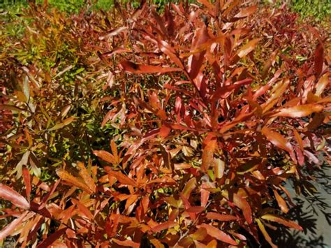 Quercus Phellos Mellow Marsh Farm