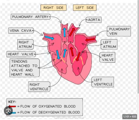 Biology Paper 1 Topic 1 To 4 Spec Flashcards Flashcards Quizlet