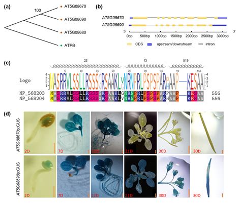 Mitochondrial Atp Synthase Activity Affects Plastid Retrograde