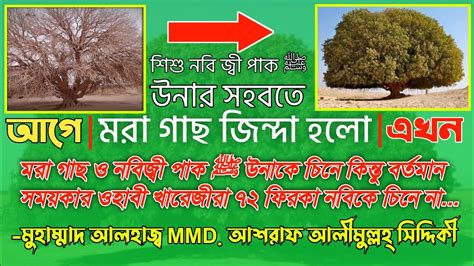 মরা গাছ নবীজ্বির মহব্বতে জিন্দা হলো। নবি প্রেমের নাম ইমান। Mmd Ashraf